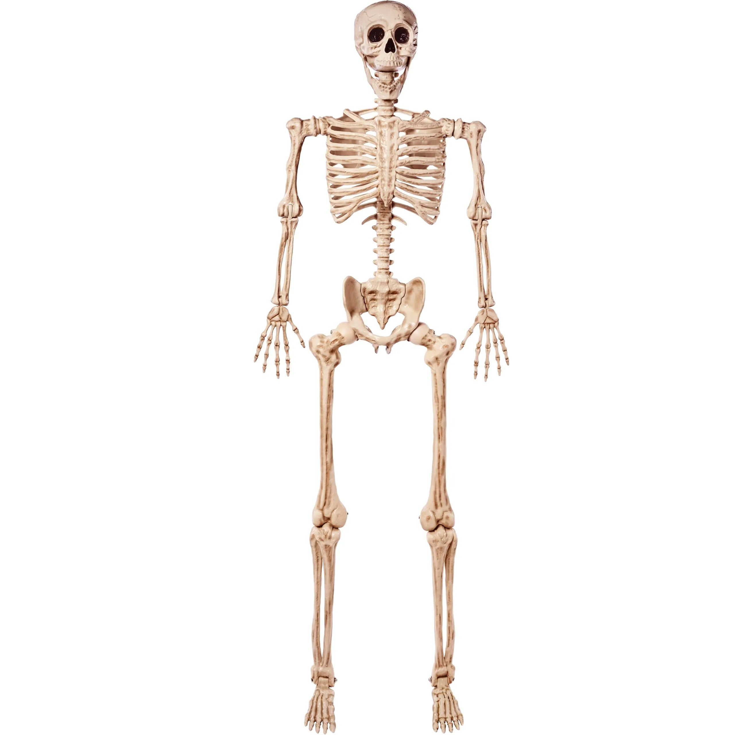 5.6 FT Life Size Skeleton Full Body Realistic Human Bones with Posable
