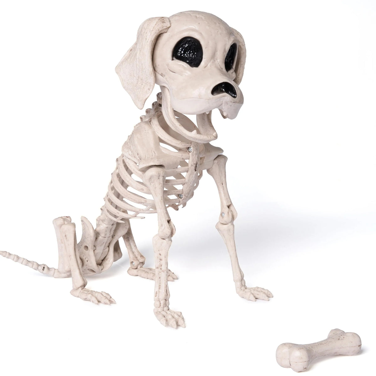 canine skeleton